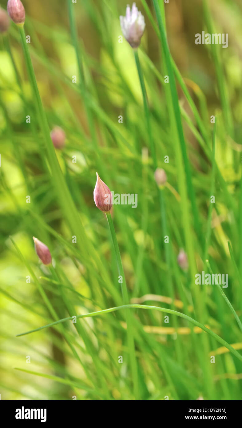 Chives buds hi-res stock photography and images - Alamy