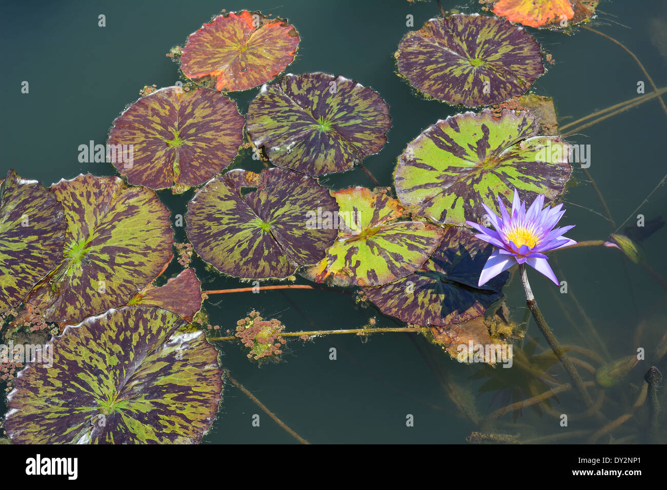 Field of Lily Pads with Flowers on a Calm Pond Stock Photo - Alamy