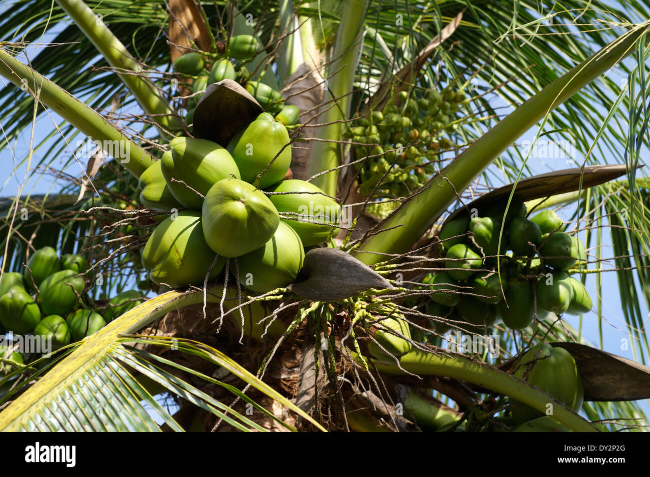 Coconuts tree hi-res stock photography and images - Alamy