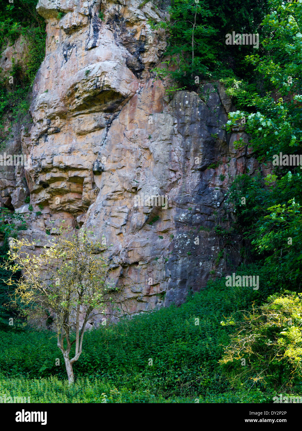 View of the prehistoric limestone gorge at Creswell Crags in Derbyshire ...