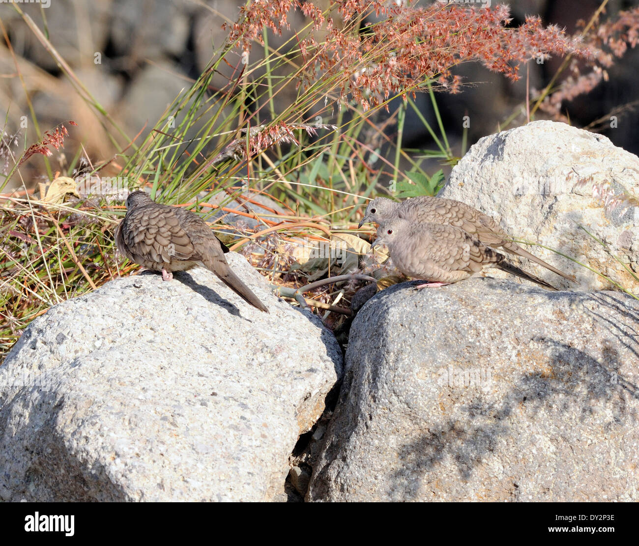 Dove inca hi-res stock photography and images - Alamy