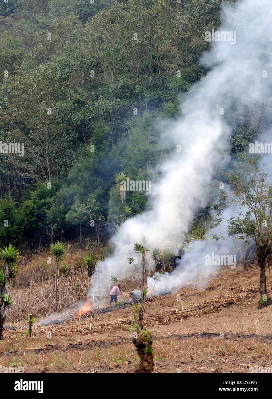 Slash farm hi-res stock photography and images - Alamy