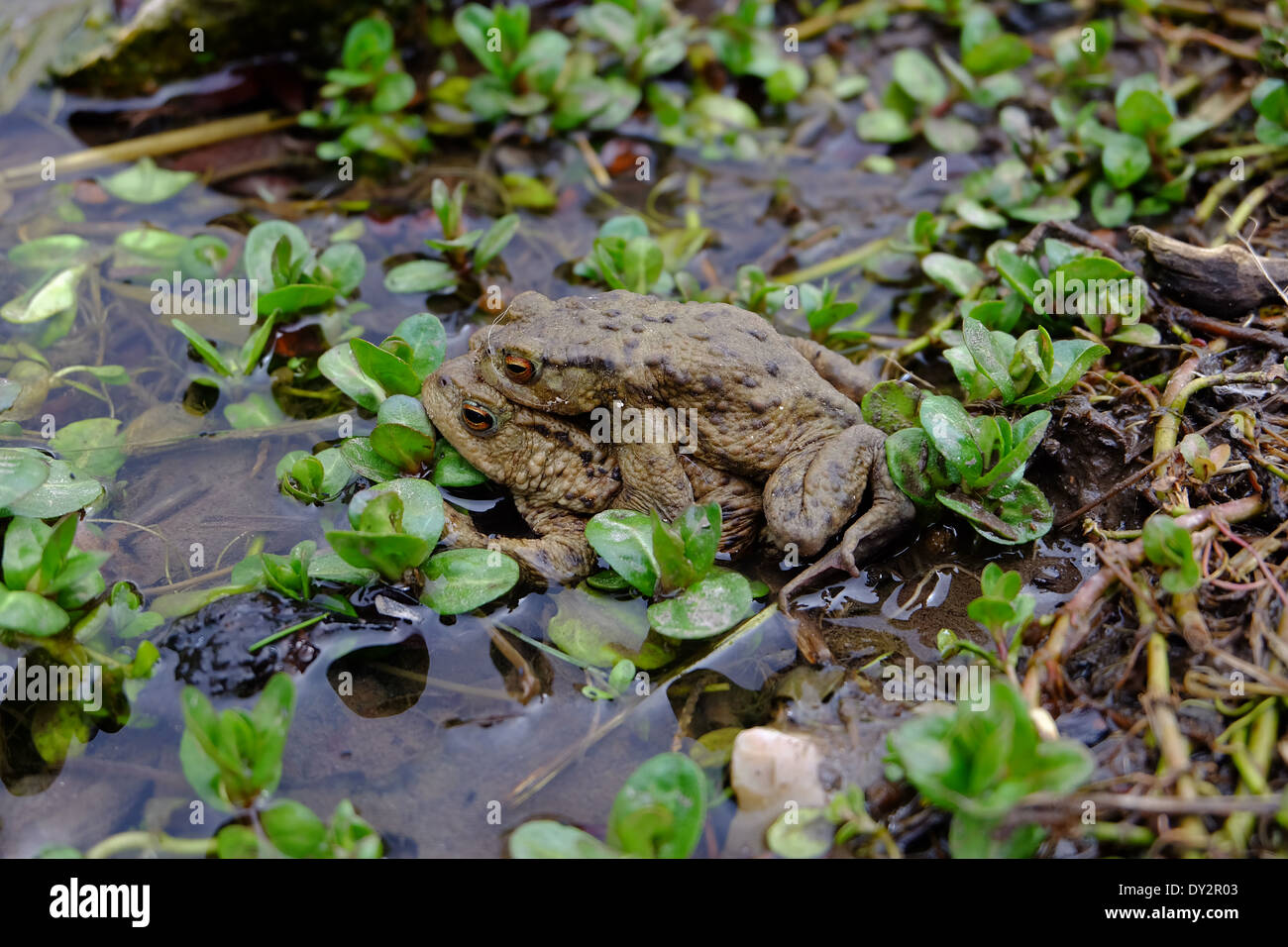 Pond with weed hi-res stock photography and images - Alamy