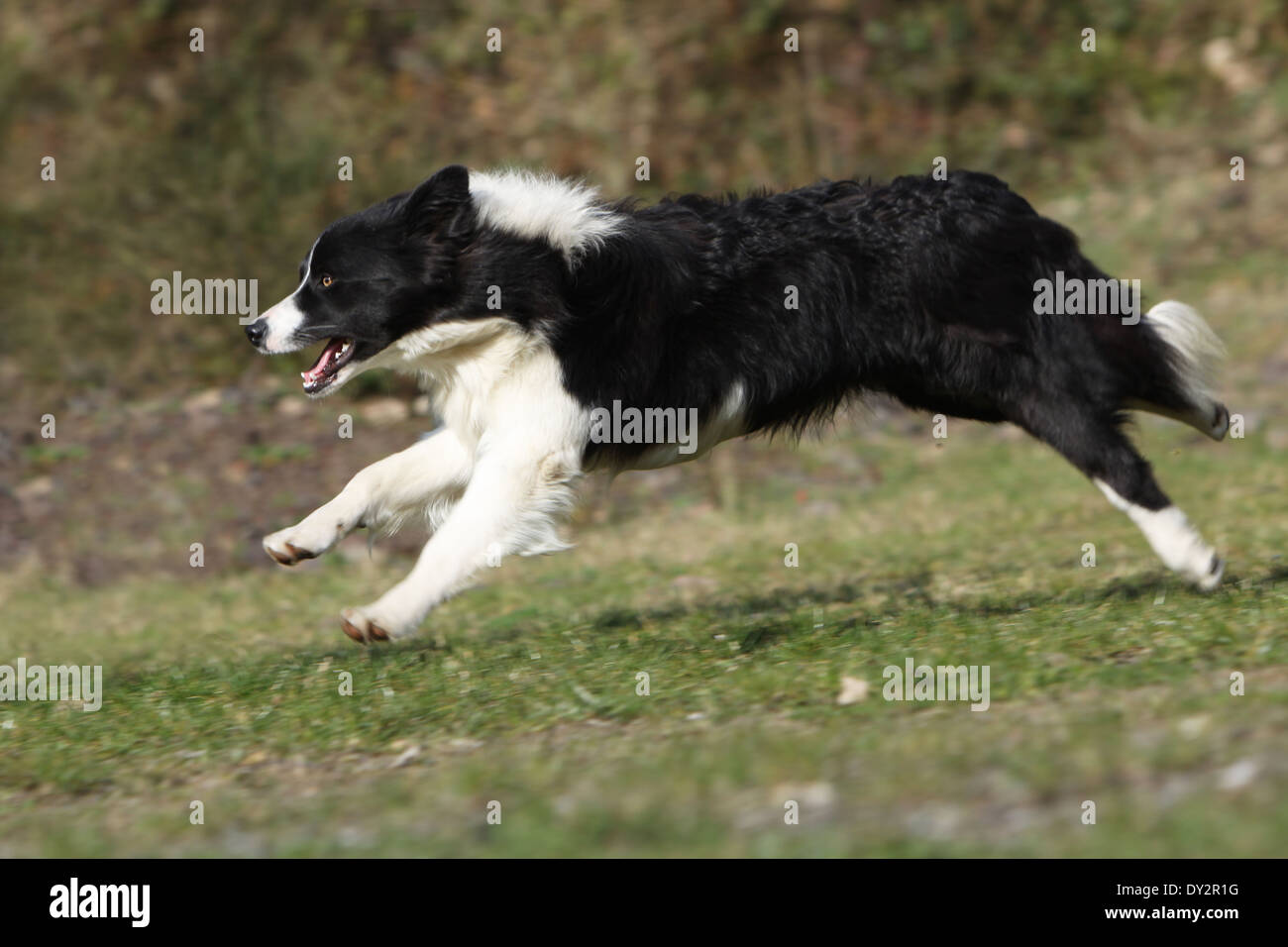 Border collie climbing hi-res stock photography and images - Alamy