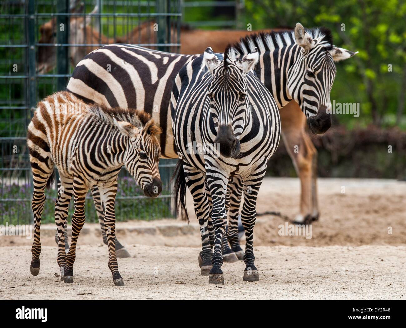 Berlin, Germany. 04th Apr, 2014. A plains zebra [Equus quagga] foal (L ...