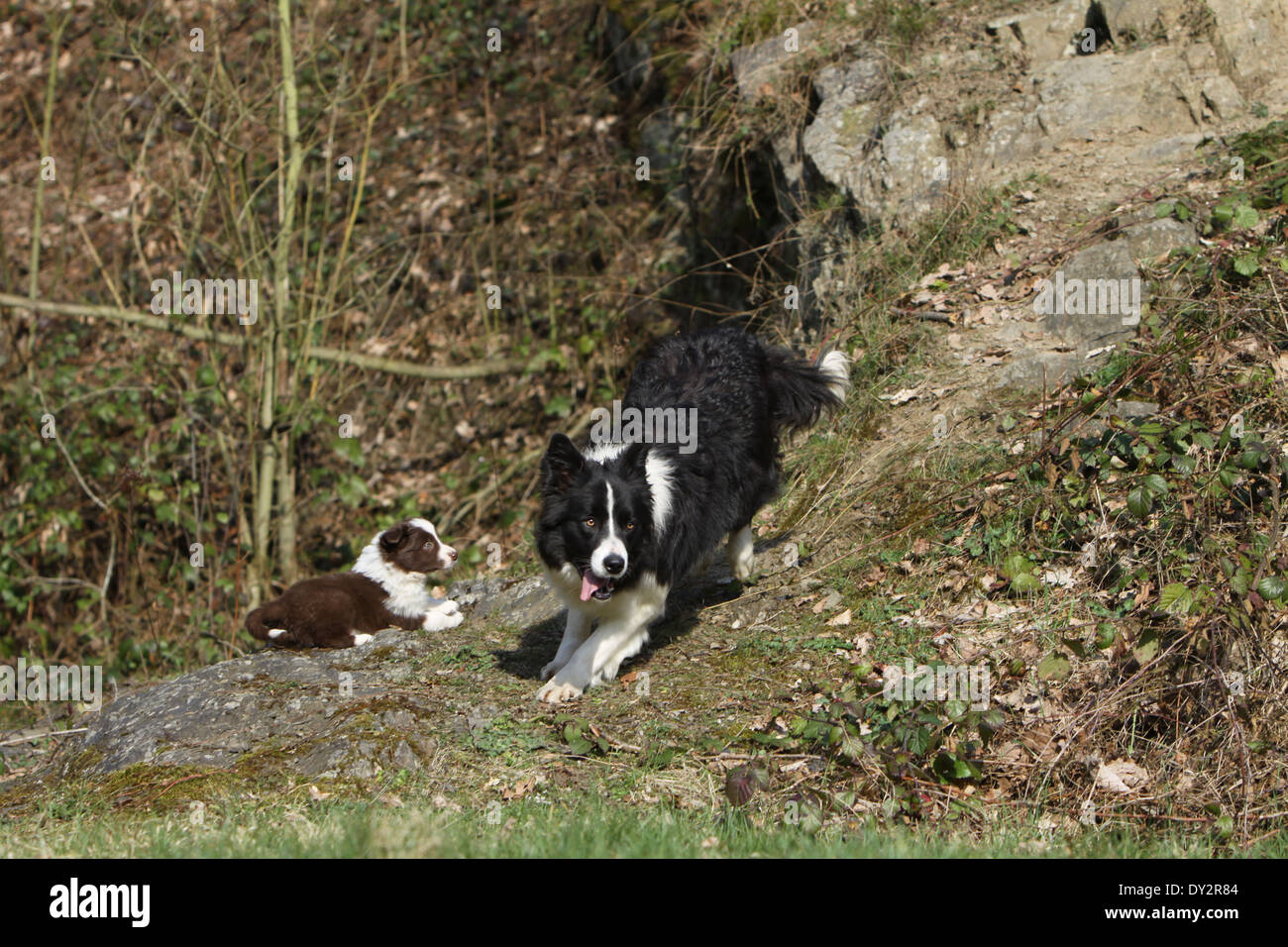Dog Border Collie adult black and white running on a rock Stock Photo ...