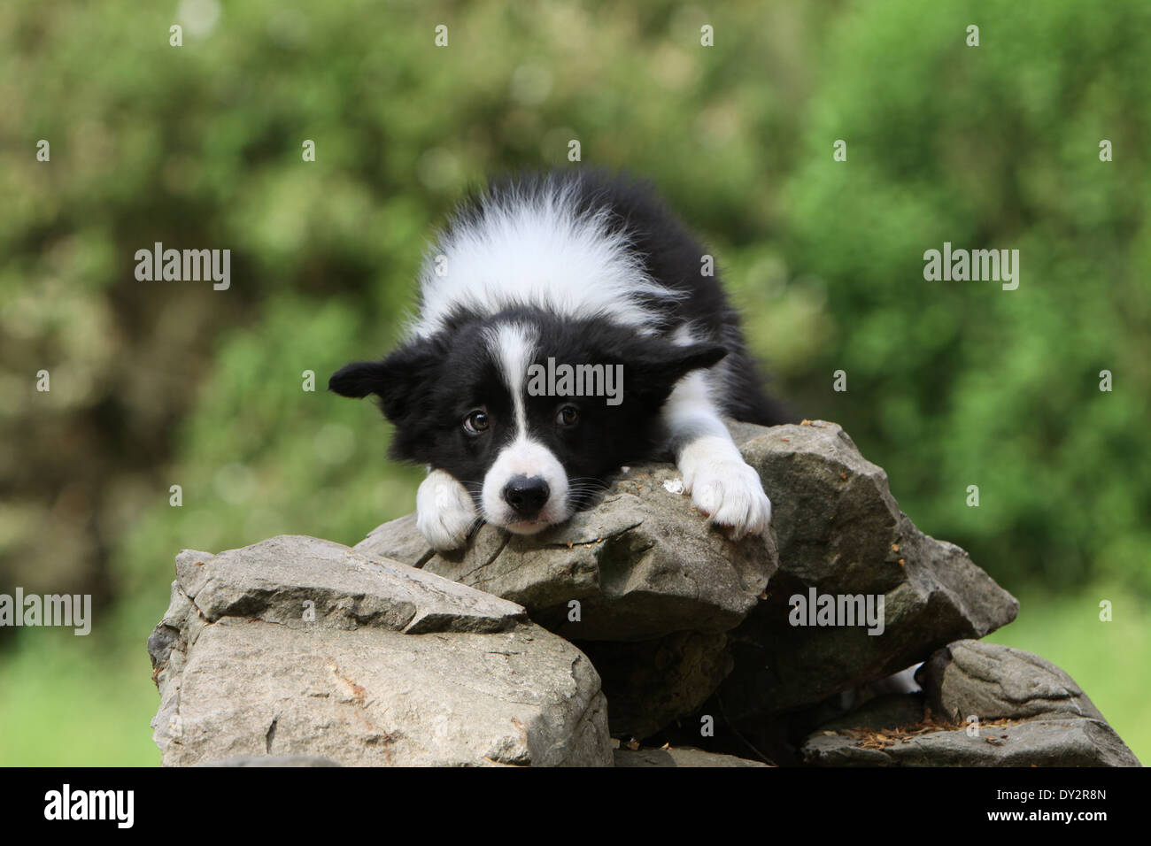 Dog Border Collie puppy black and white lying on a rock Stock Photo - Alamy