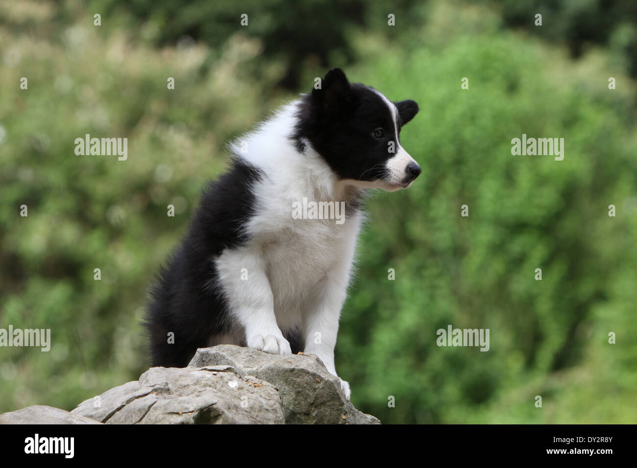 Dog Border Collie puppy black and white on a rock Stock Photo - Alamy