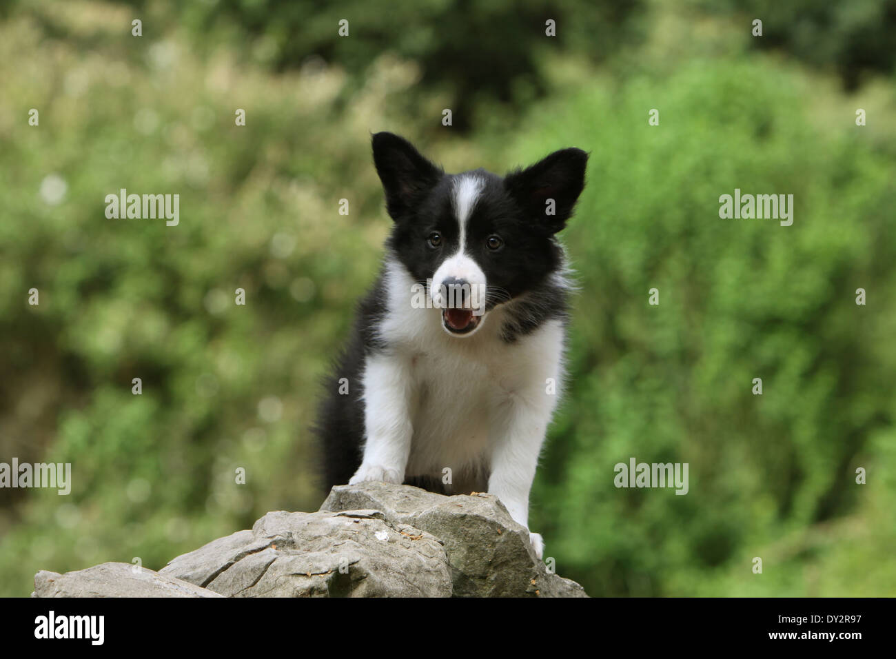 Dog Border Collie puppy black and white on a rock Stock Photo - Alamy