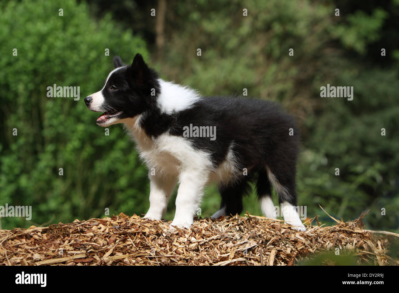 Border Collie dog / puppy (black and white) located standing in profile ...
