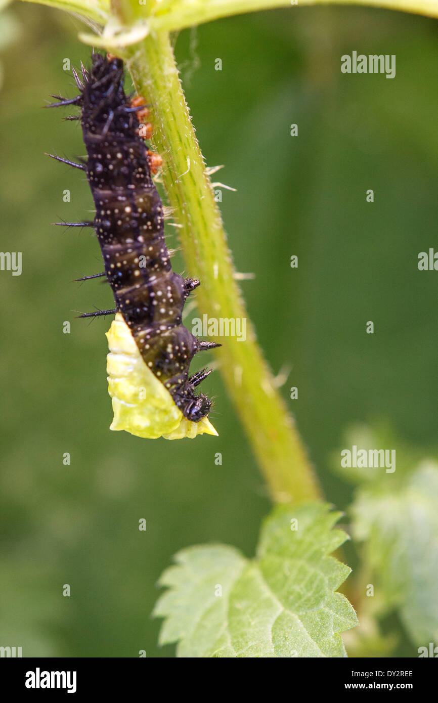 On a blade of grass nettle caterpillar of a peacock butterfly hangs ...