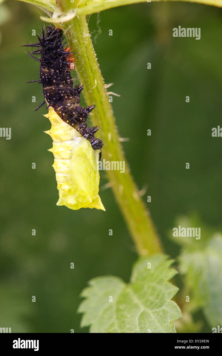 On a blade of grass nettle caterpillar of a peacock butterfly hangs ...