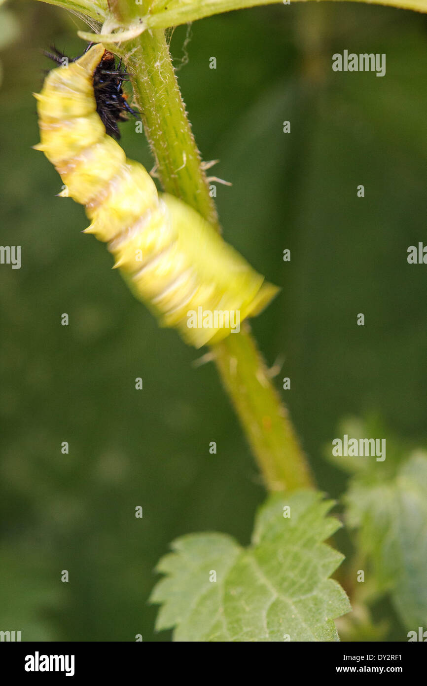 On a blade of grass nettle caterpillar of a peacock butterfly hangs ...
