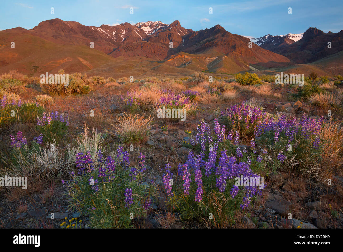 Lupine, sage, and grasses line the range below the Steens Mountains in ...