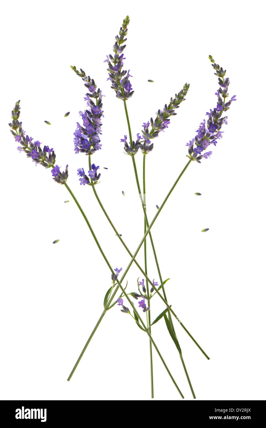 lavender flowers isolated on white background Stock Photo - Alamy