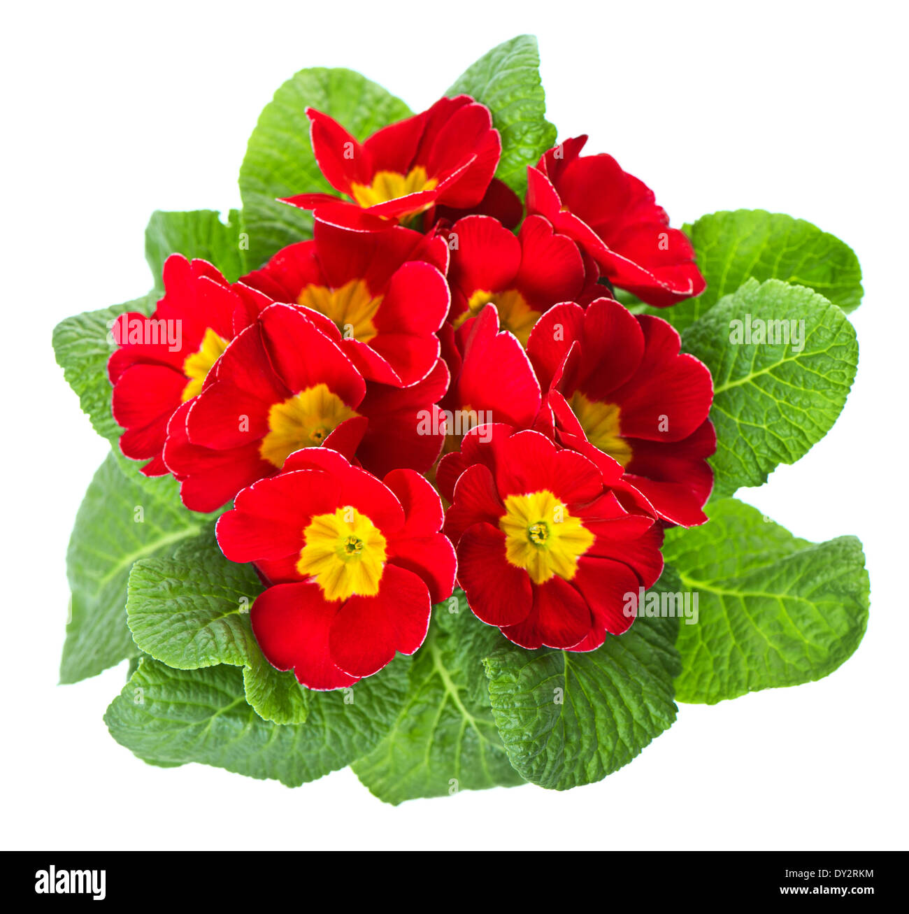red primula flowers with green leaves isolated on white background ...