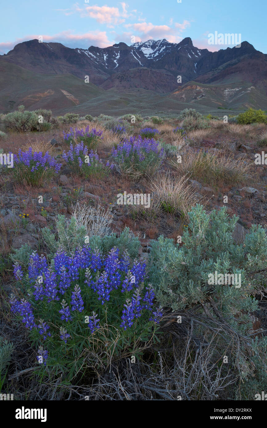 Lupine, sage, and grasses line the range below the Steens Mountains in ...