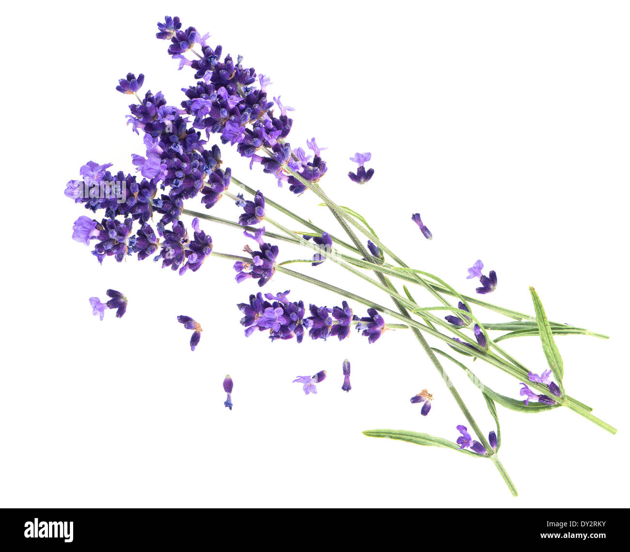 lavender flowers isolated on white background Stock Photo - Alamy