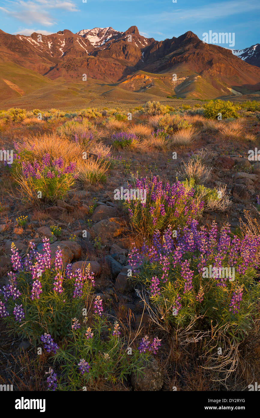 Lupine, sage, and grasses line the range below the Steens Mountains in ...