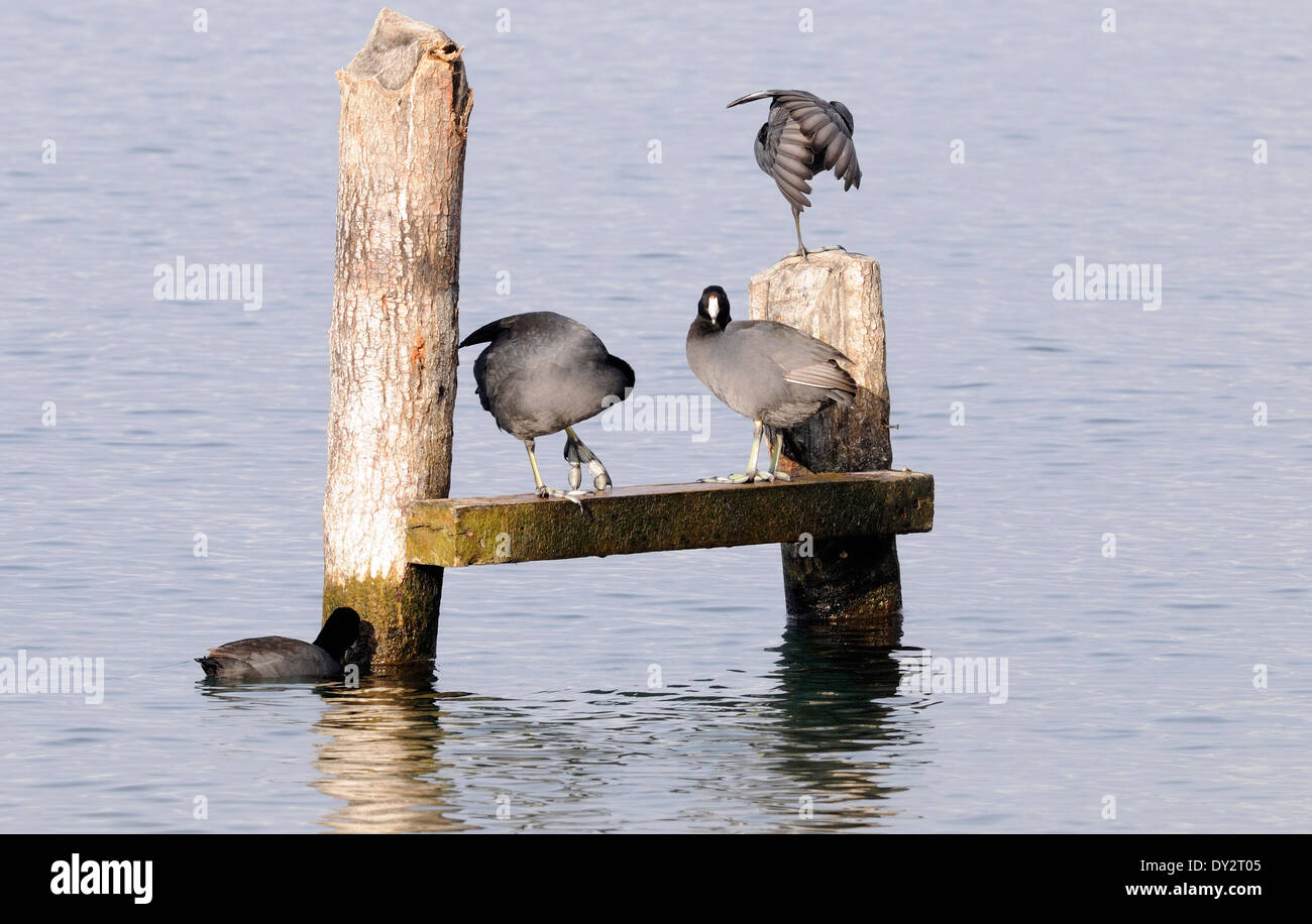 American Coots (Fulica americana) preening on Lake Atitlan. Panajachel ...