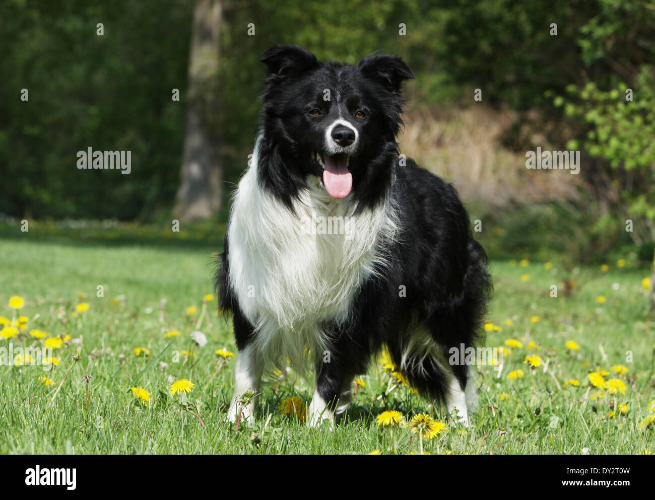 Dog Border Collie / adult (black and white) standing in a meadow Stock ...