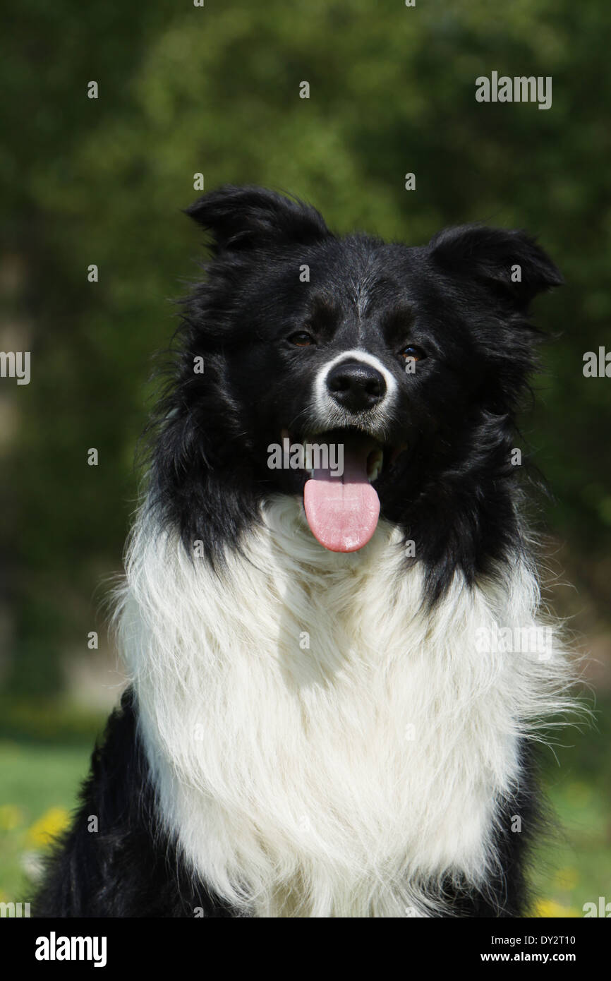 Dog Border Collie / adult portrait Stock Photo - Alamy