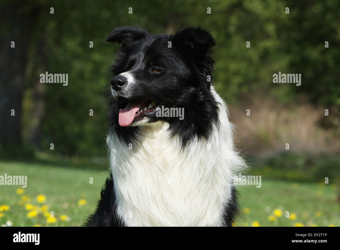 Dog Border Collie / adult portrait Stock Photo - Alamy