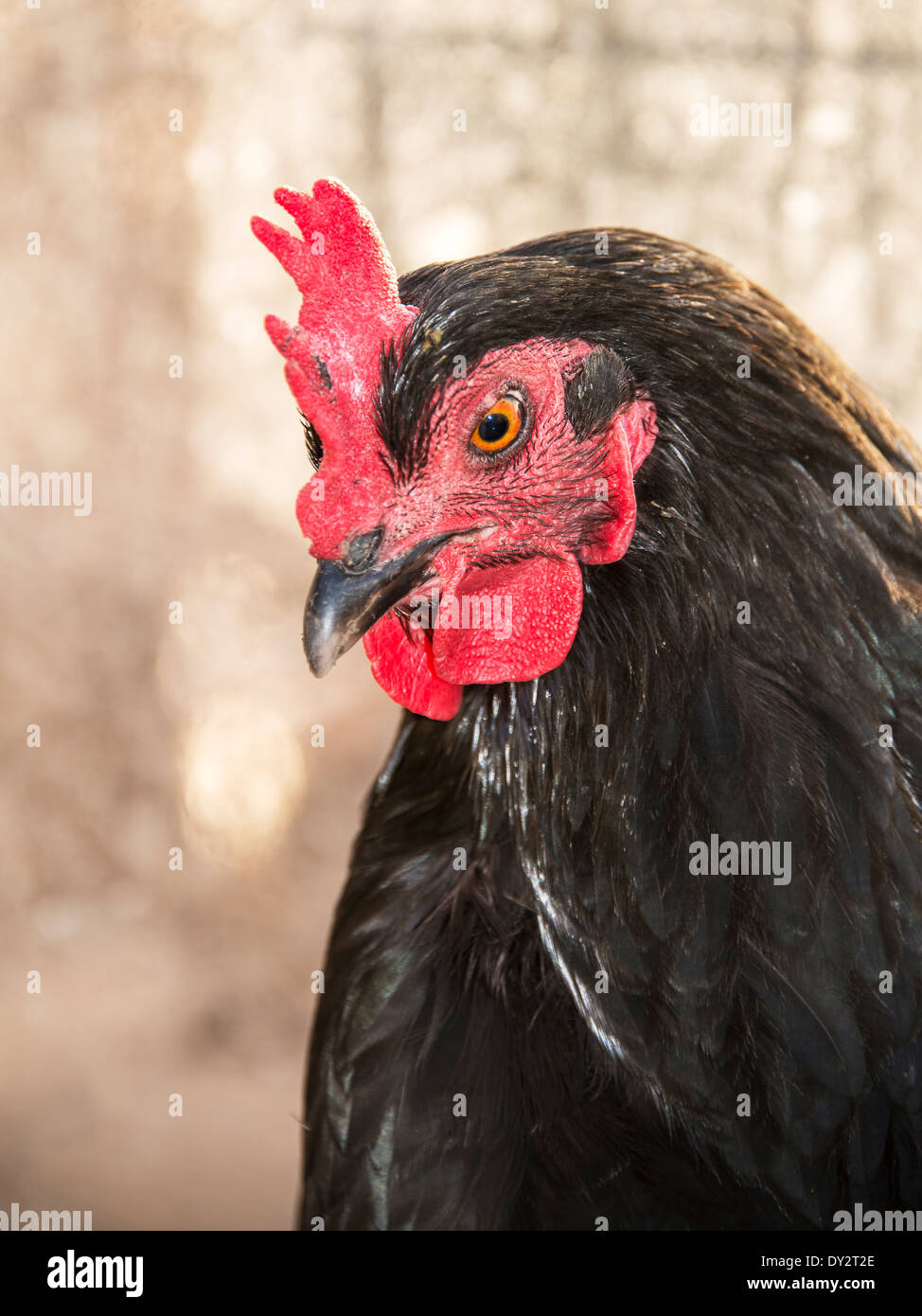 Hen in profile chicken head hi-res stock photography and images - Alamy