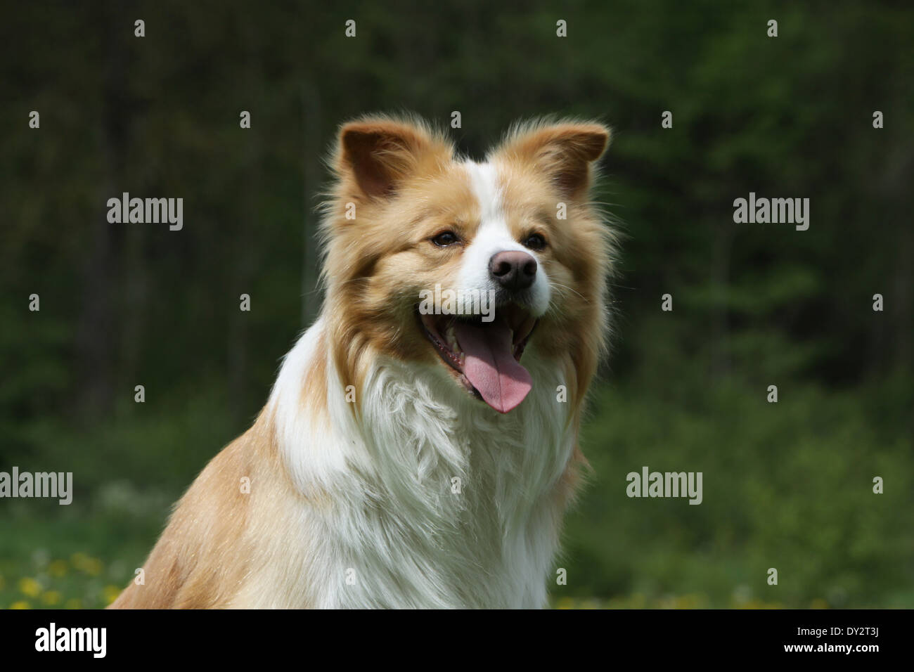 Dog Border Collie / adult portrait Stock Photo - Alamy