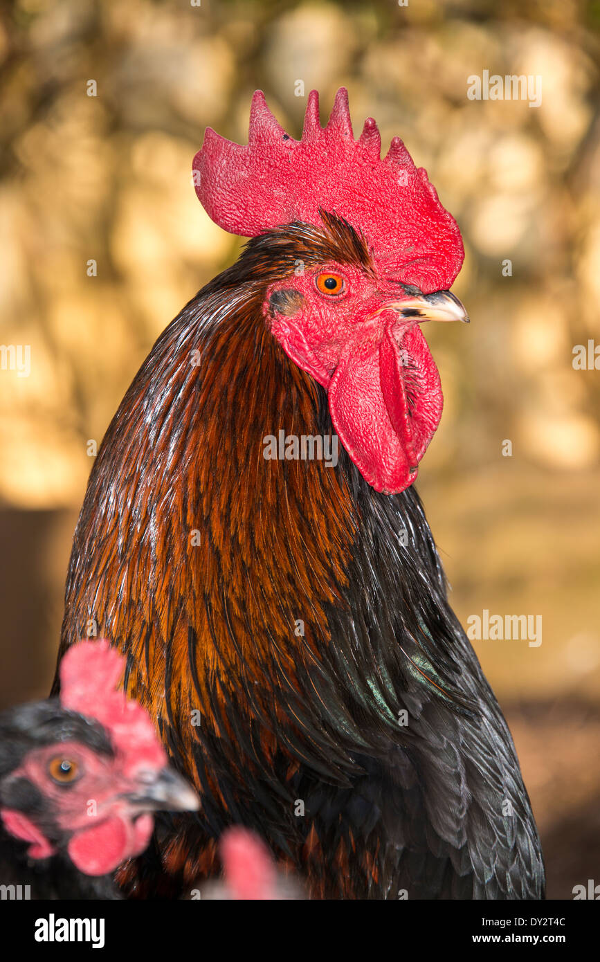 Black Cockerel High Resolution Stock Photography and Images - Alamy