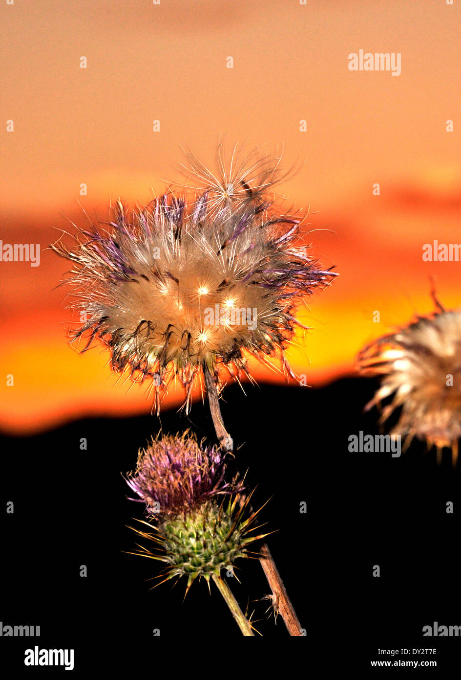 Desert thistle hi-res stock photography and images - Alamy
