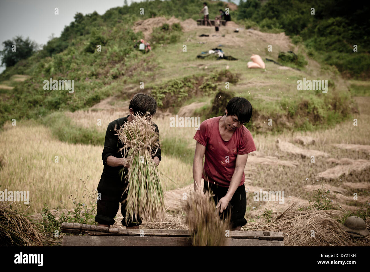 Beating of rice hi-res stock photography and images - Alamy