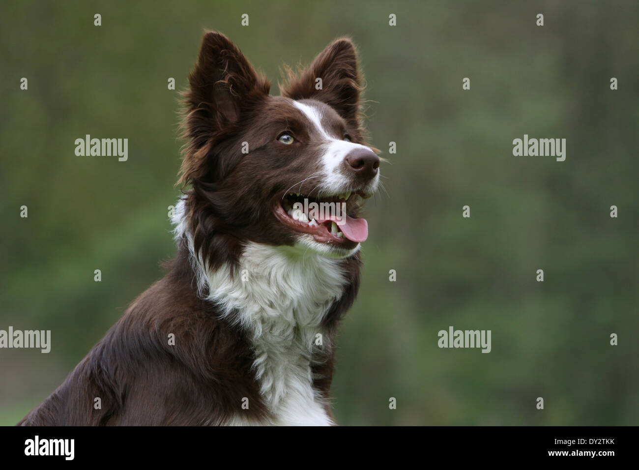 Dog Border Collie / adult portrait Stock Photo - Alamy