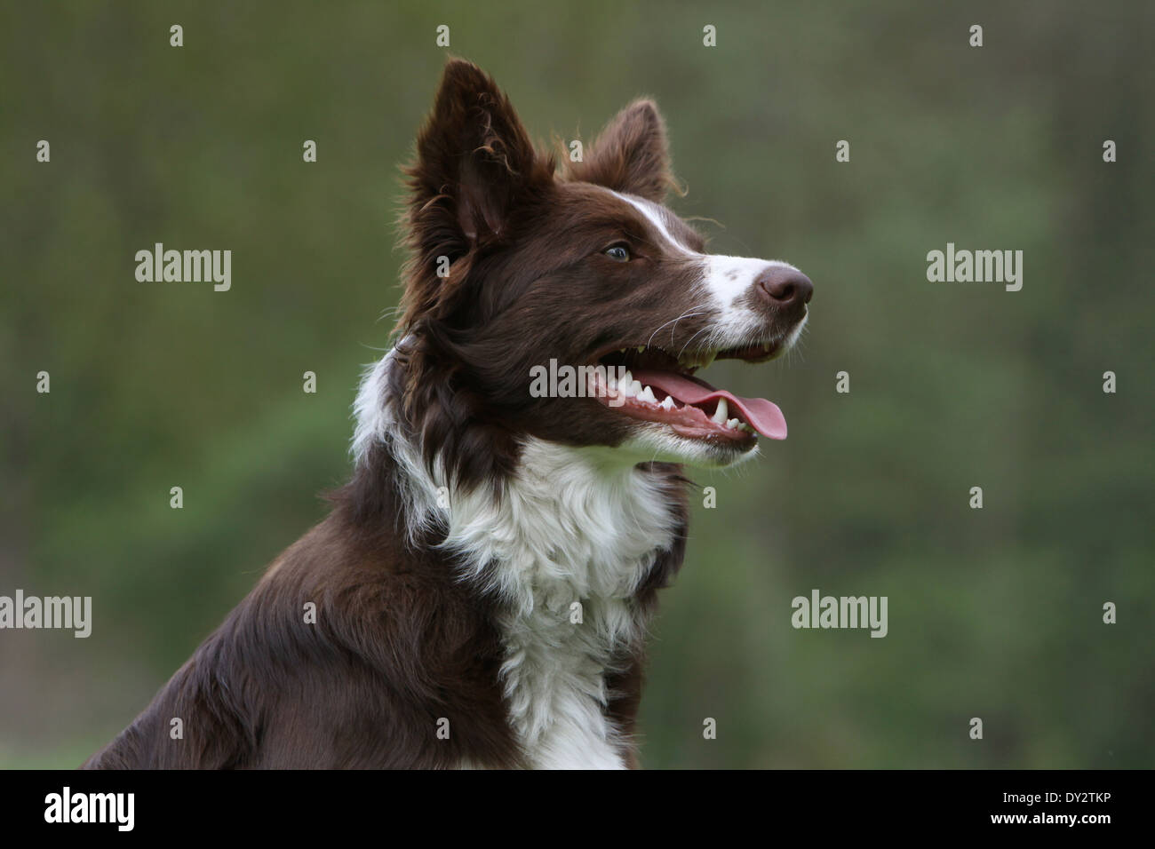 Dog Border Collie / adult portrait Stock Photo - Alamy