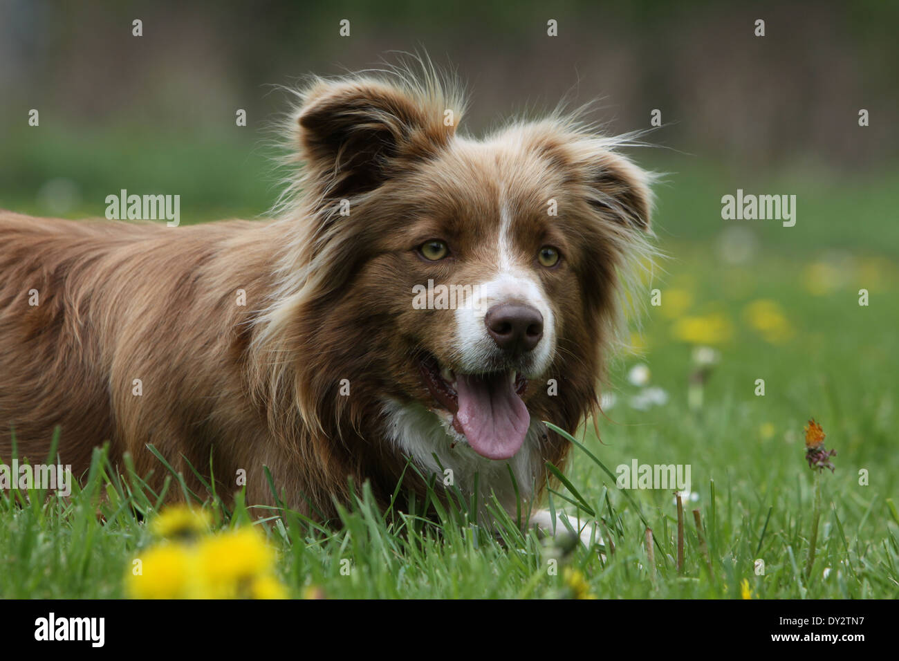 Solid Red Border Collie