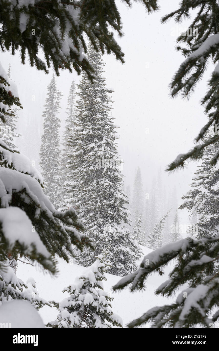 Subalpine forest hi-res stock photography and images - Alamy