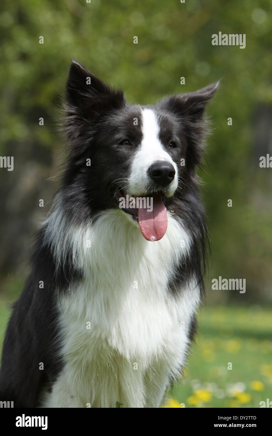 Dog Border Collie / adult portrait Stock Photo - Alamy