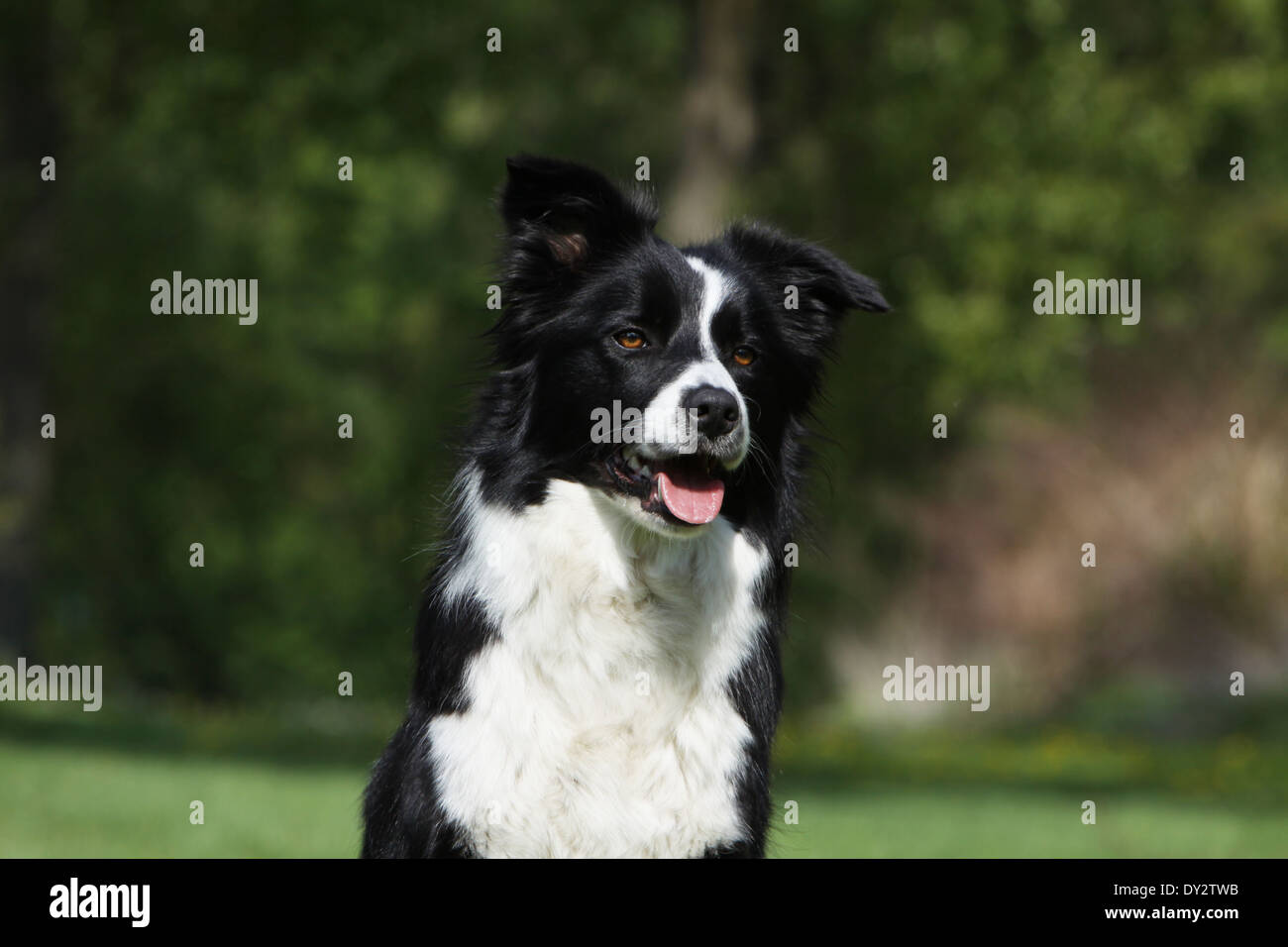 Dog Border Collie / adult portrait Stock Photo - Alamy