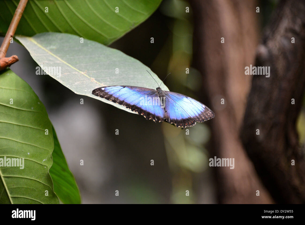 Magnificent butterfly hi-res stock photography and images - Alamy