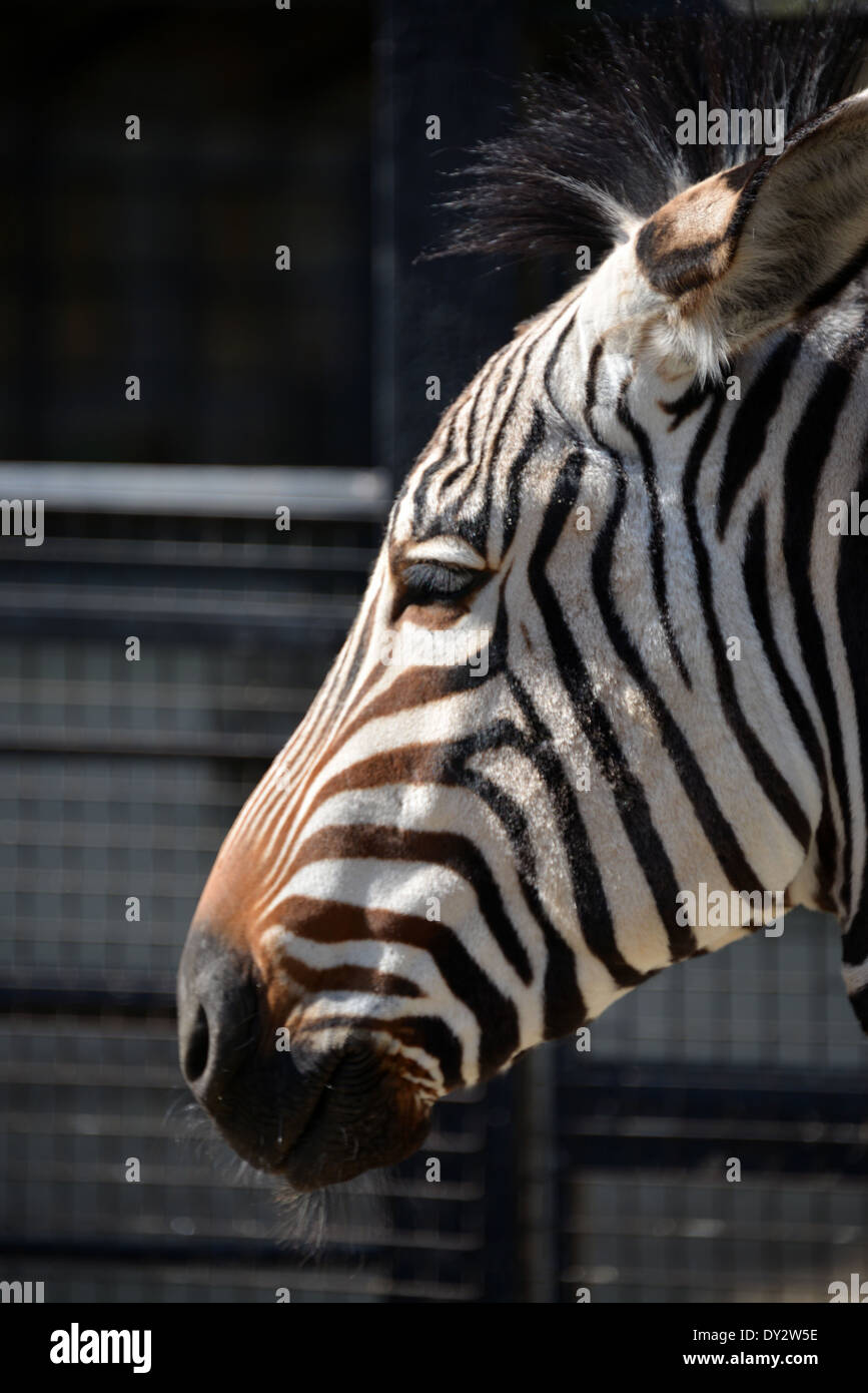 A zebra at the zoo in Antwerp Stock Photo - Alamy
