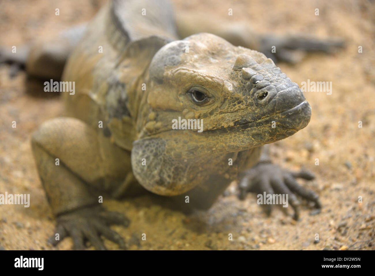 A reptile at the zoo Stock Photo - Alamy