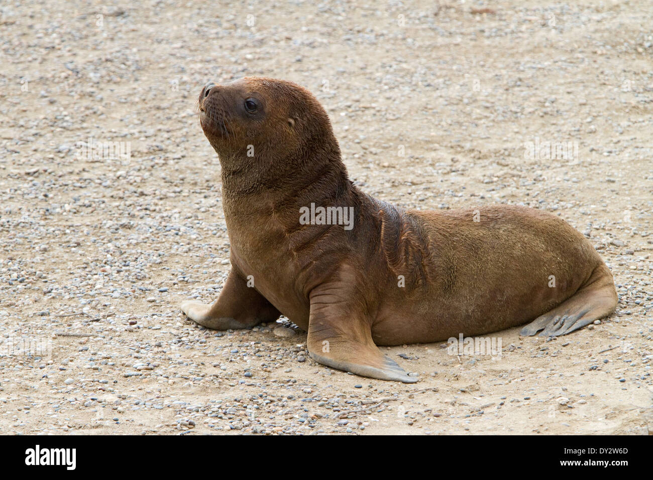 South American Sea Lion Pup Otaria Flavescens On The Beach Of Punta