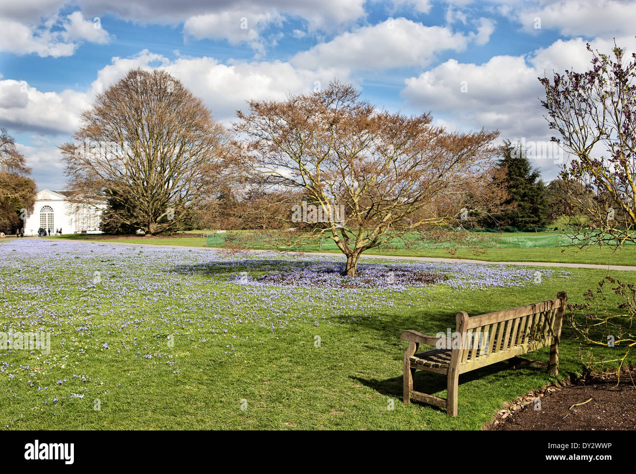 Wooden bench in a spring park with forget-me-no flowers Stock Photo - Alamy