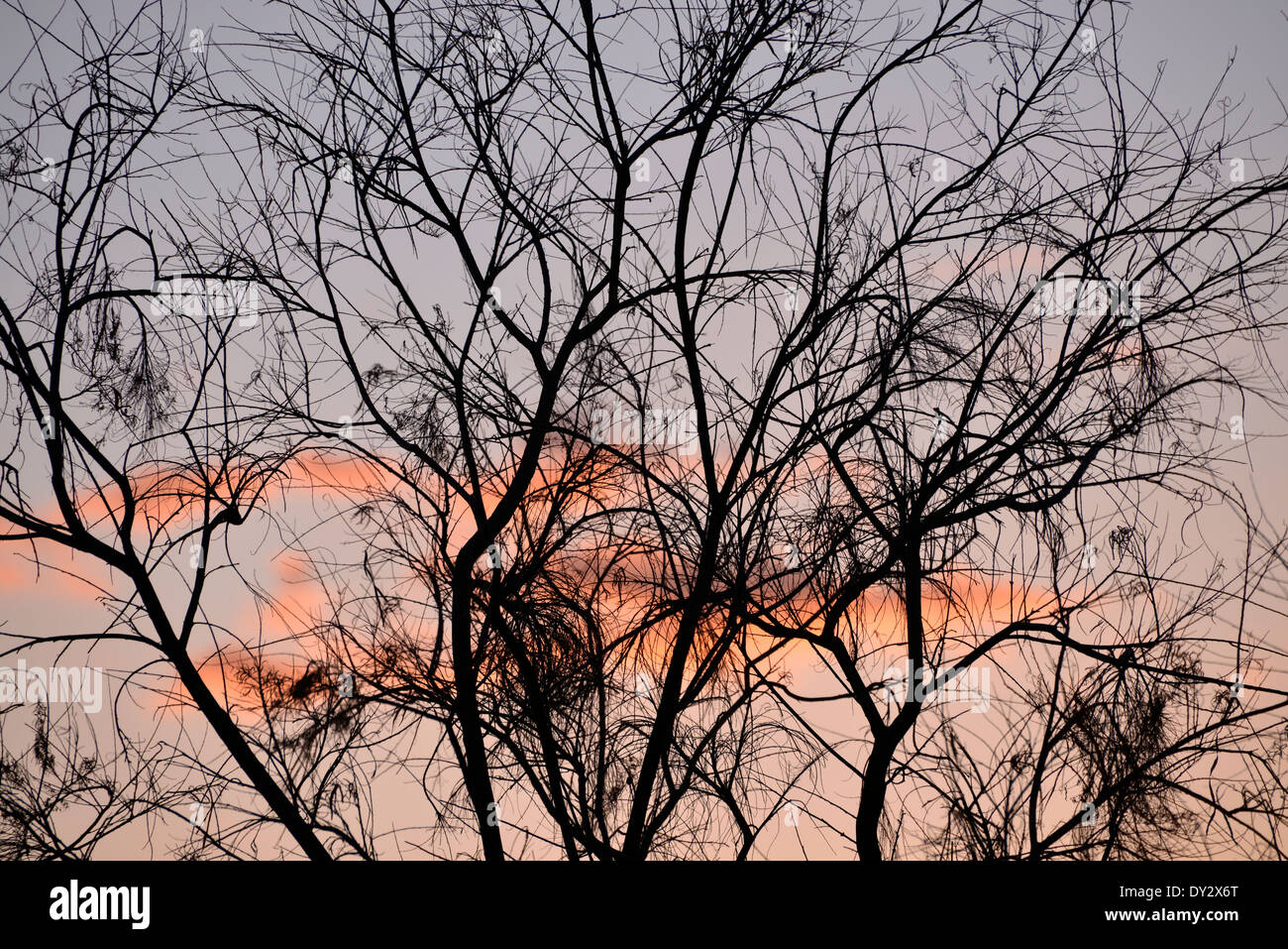 Bosque mesquite hi-res stock photography and images - Alamy