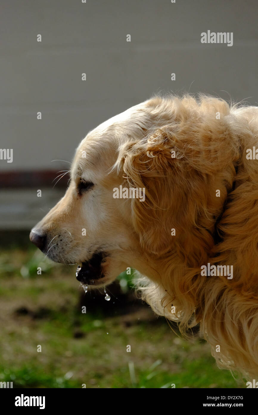 Golden retriever drinking Stock Photo - Alamy