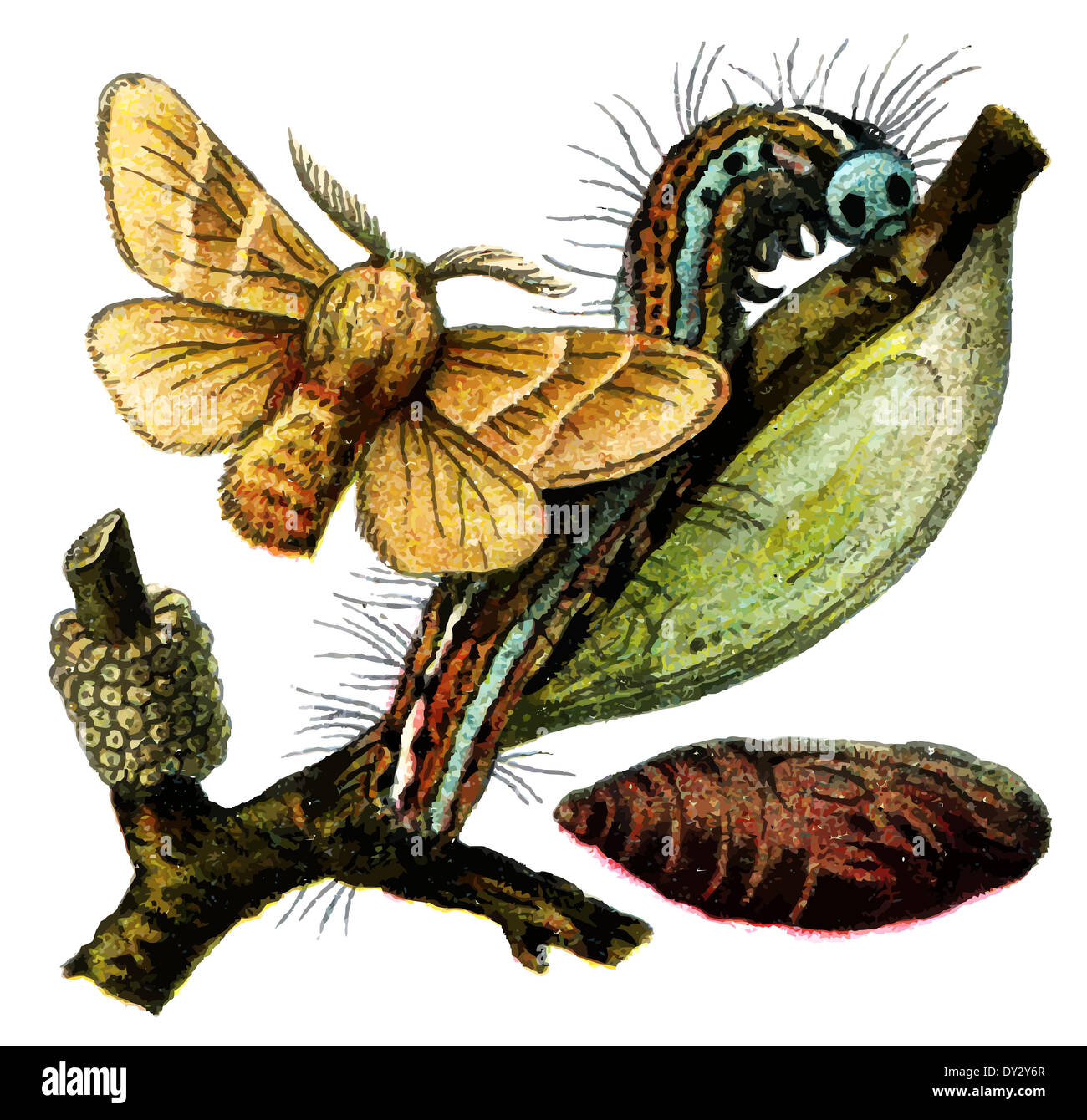 The lackey moth (Malacosoma neustria Stock Photo - Alamy