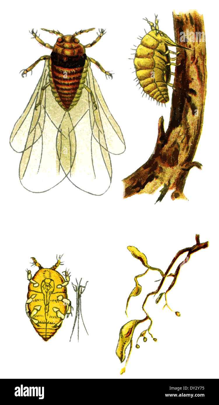 Insect pest Grape phylloxera (Daktulosphaira vitifoliae Stock Photo - Alamy