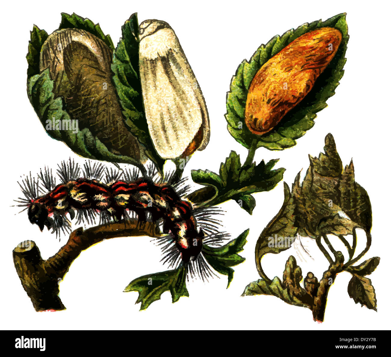 Insect pest brown-tail (Euproctis chrysorrhoea Stock Photo - Alamy