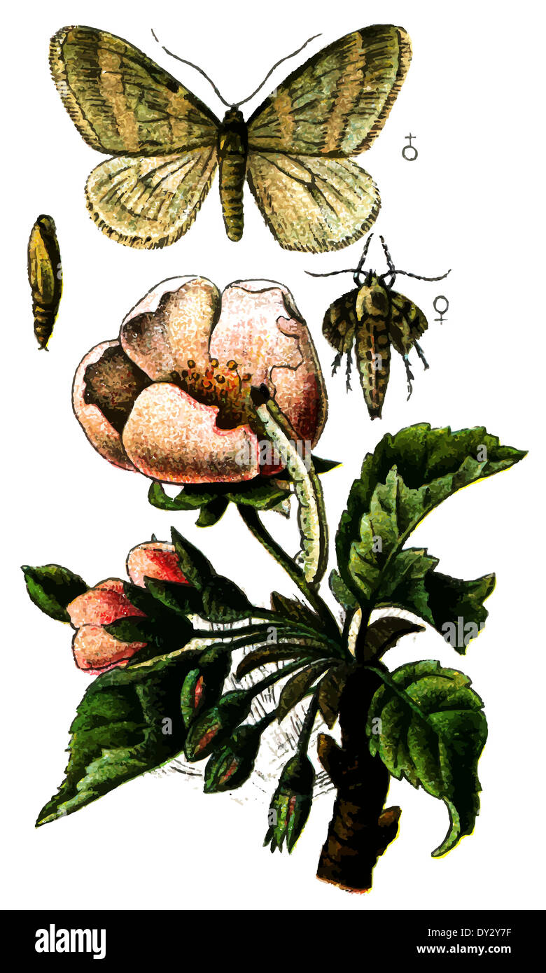 Insect Winter Moth (Operophtera brumata Stock Photo - Alamy