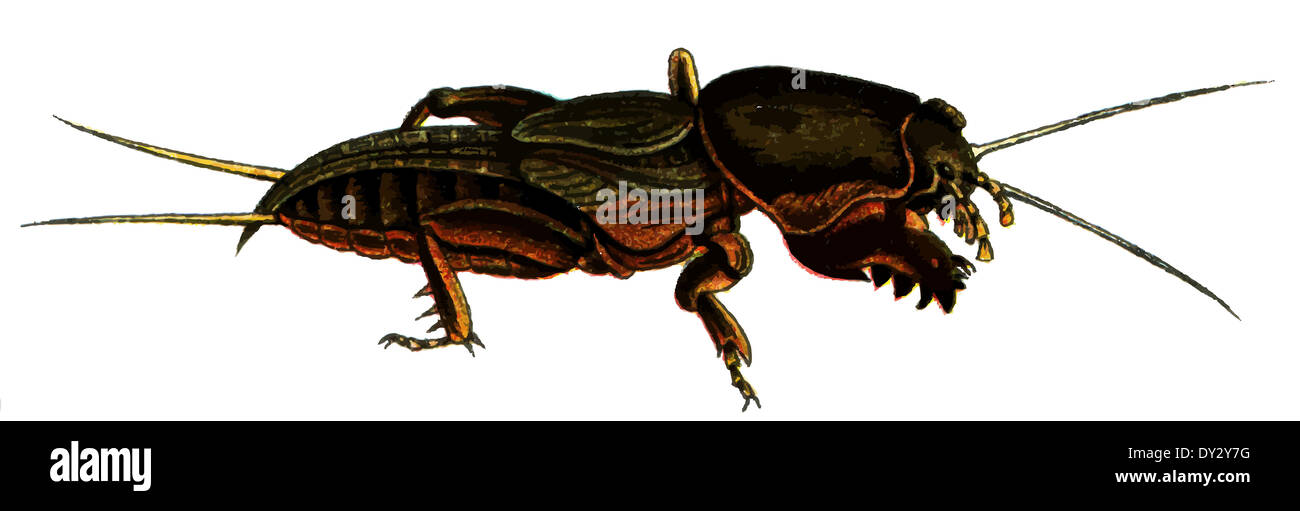 Insect Mole cricket Stock Photo - Alamy